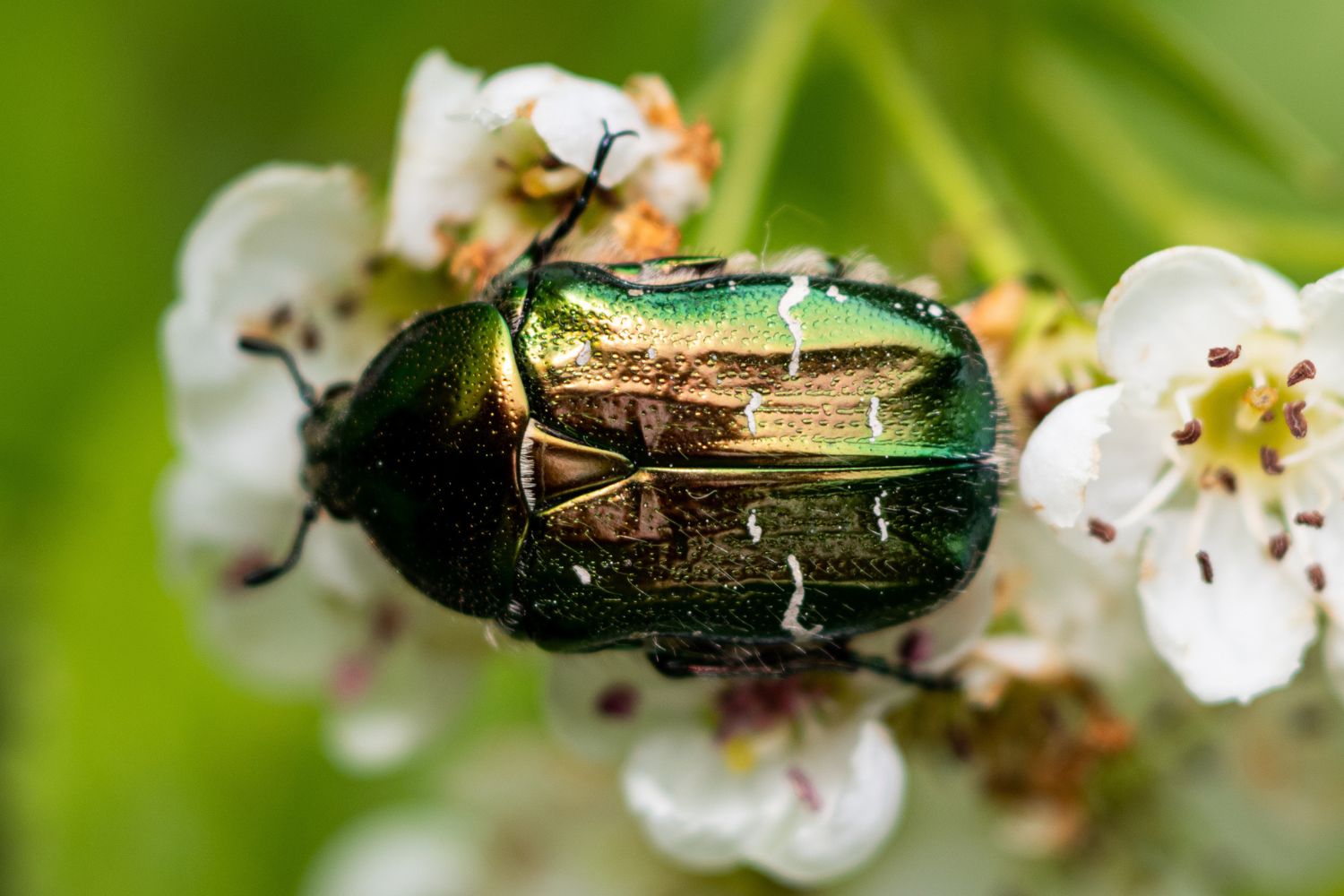 How To Get Rid Of Argentinian Lawn Scarab | Better Homes and Gardens