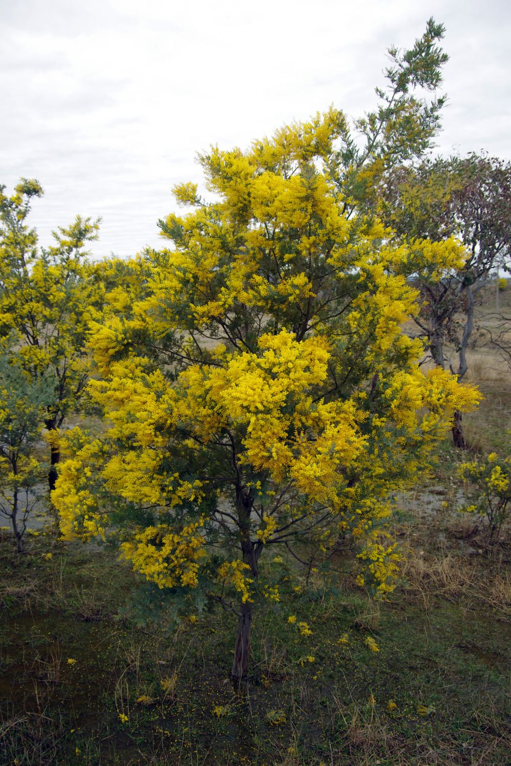 Australian Native Trees | Better Homes and Gardens
