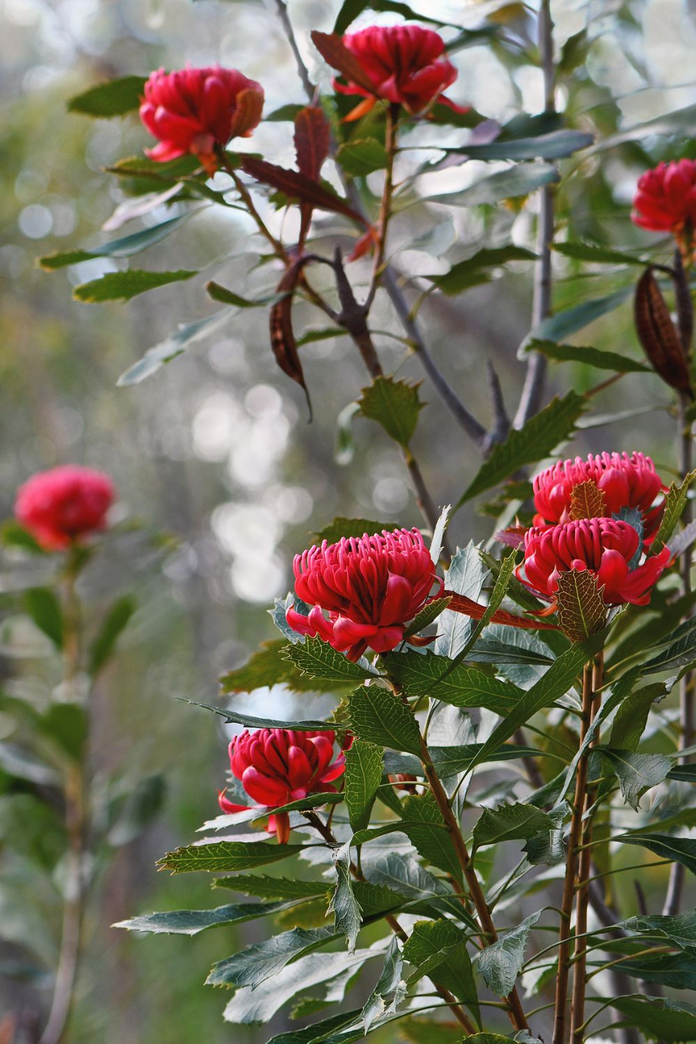 Australian Native Trees | Better Homes and Gardens