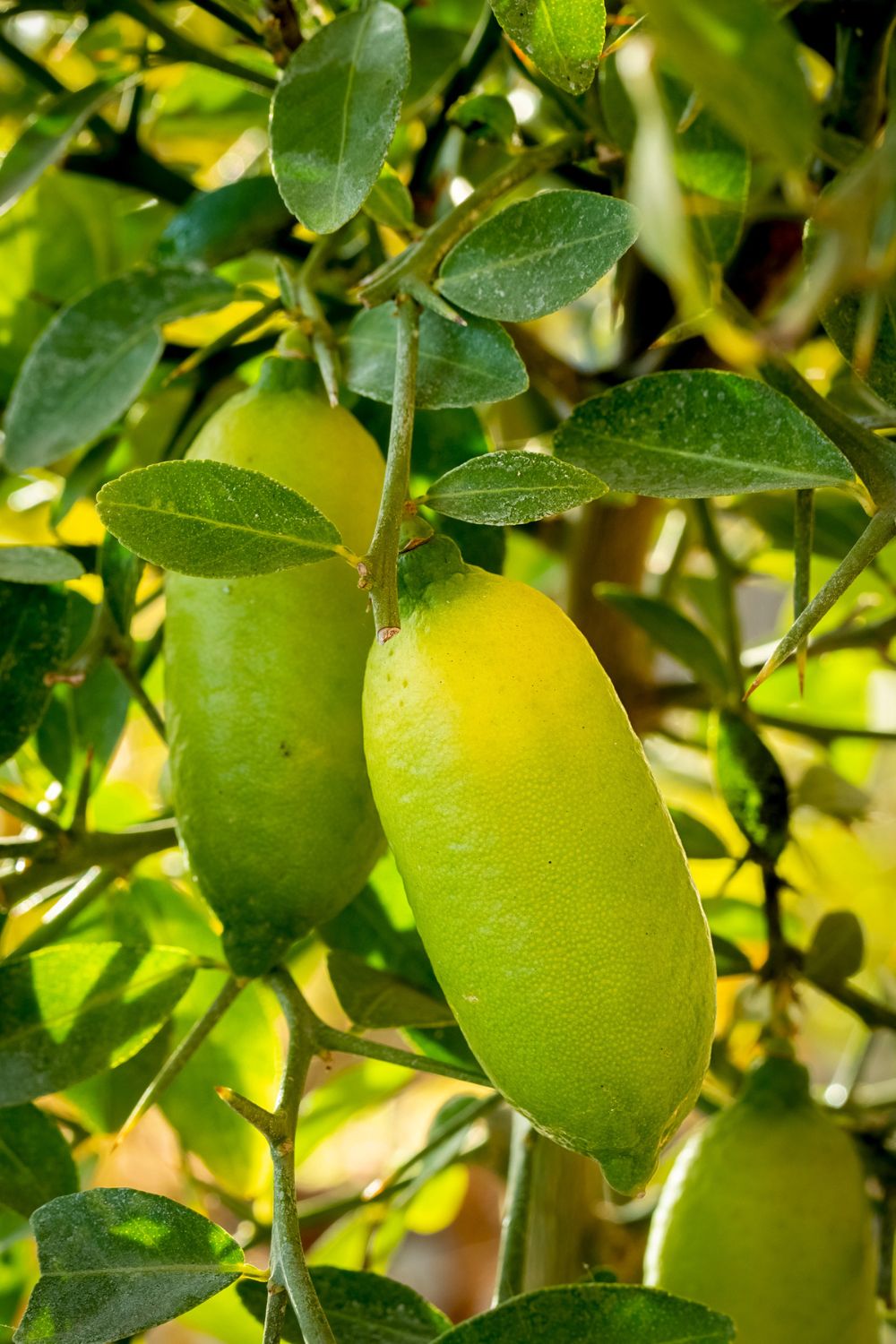 Australian Native Trees | Better Homes and Gardens