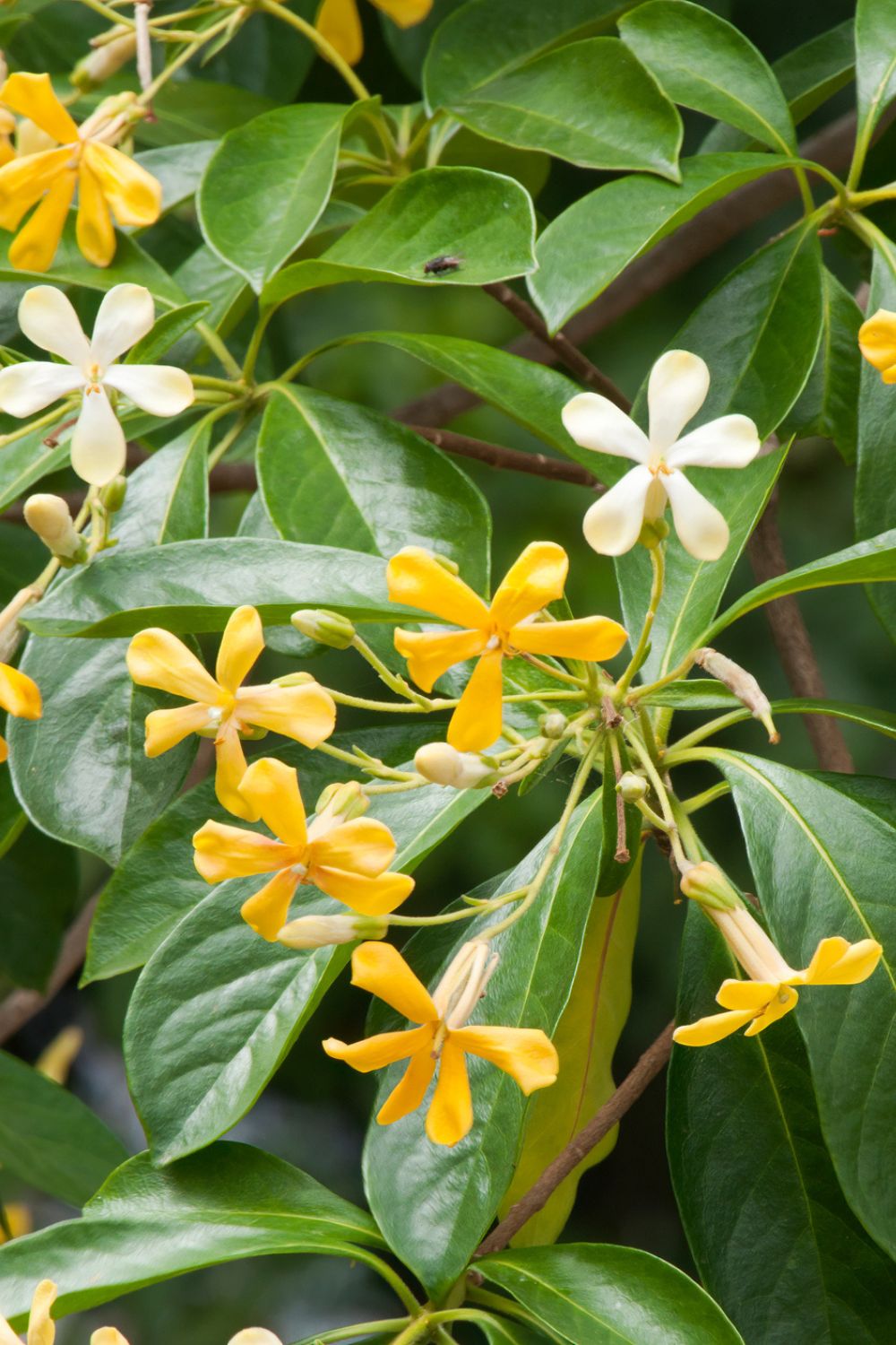 Australian Native Trees | Better Homes and Gardens