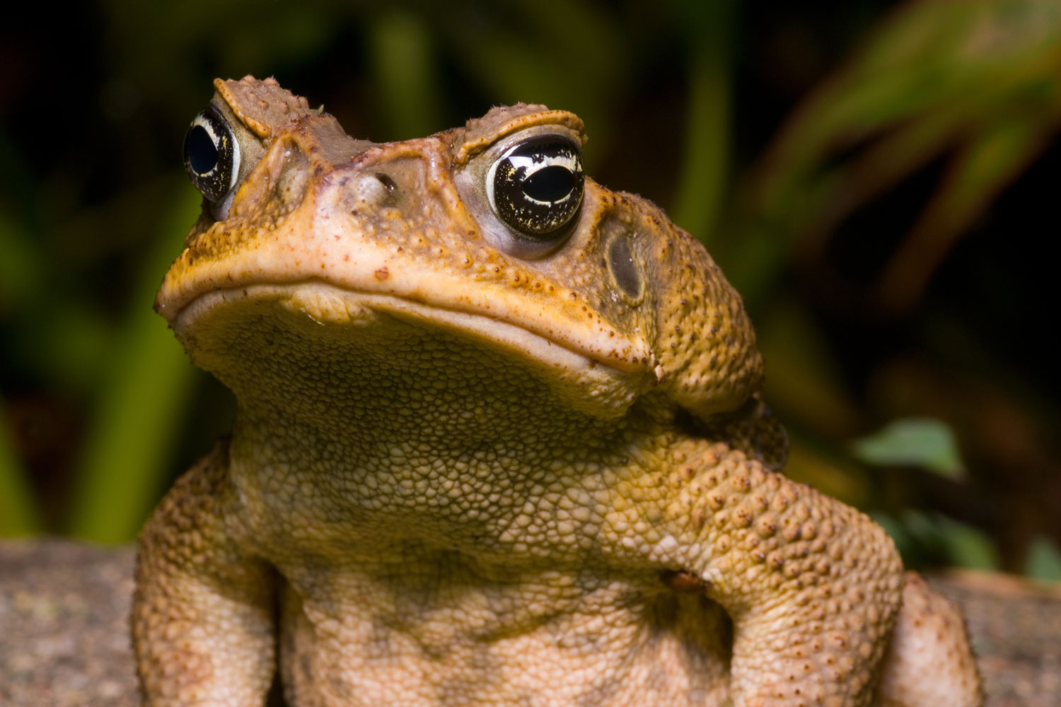 How To Get Rid Of Cane Toads: The Most Humane Method | Better Homes and ...