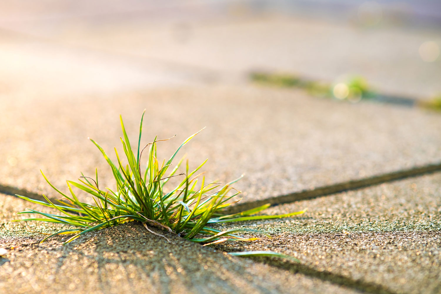 How To Get Rid Of Weeds Between Pavers, Permanently | Better Homes and ...