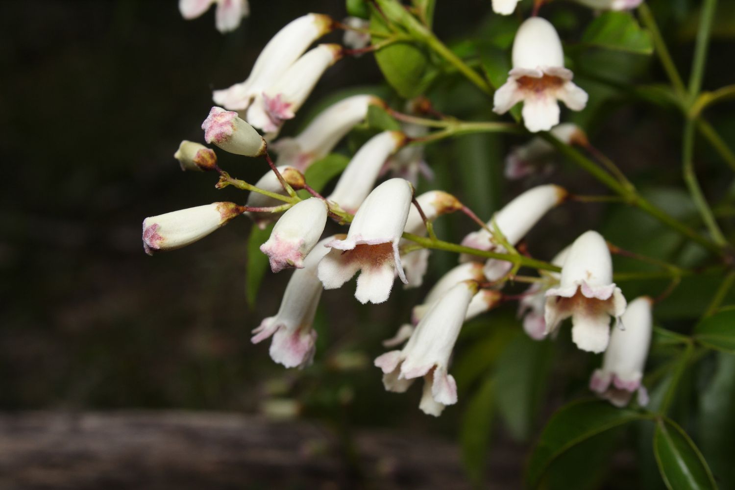 Discover Australian Native Vines | Gardening Tips | Better Homes and ...