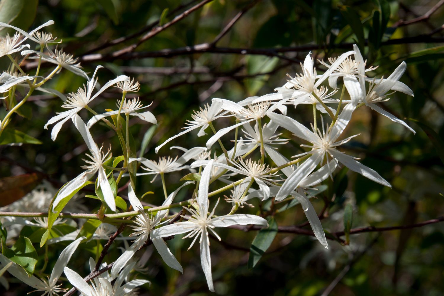 Discover Australian Native Vines | Gardening Tips | Better Homes and ...