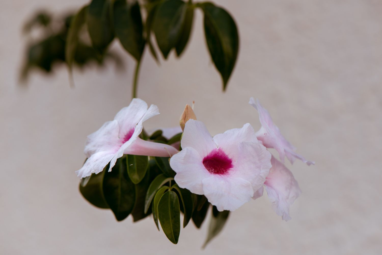 Discover Australian Native Vines | Gardening Tips | Better Homes and ...