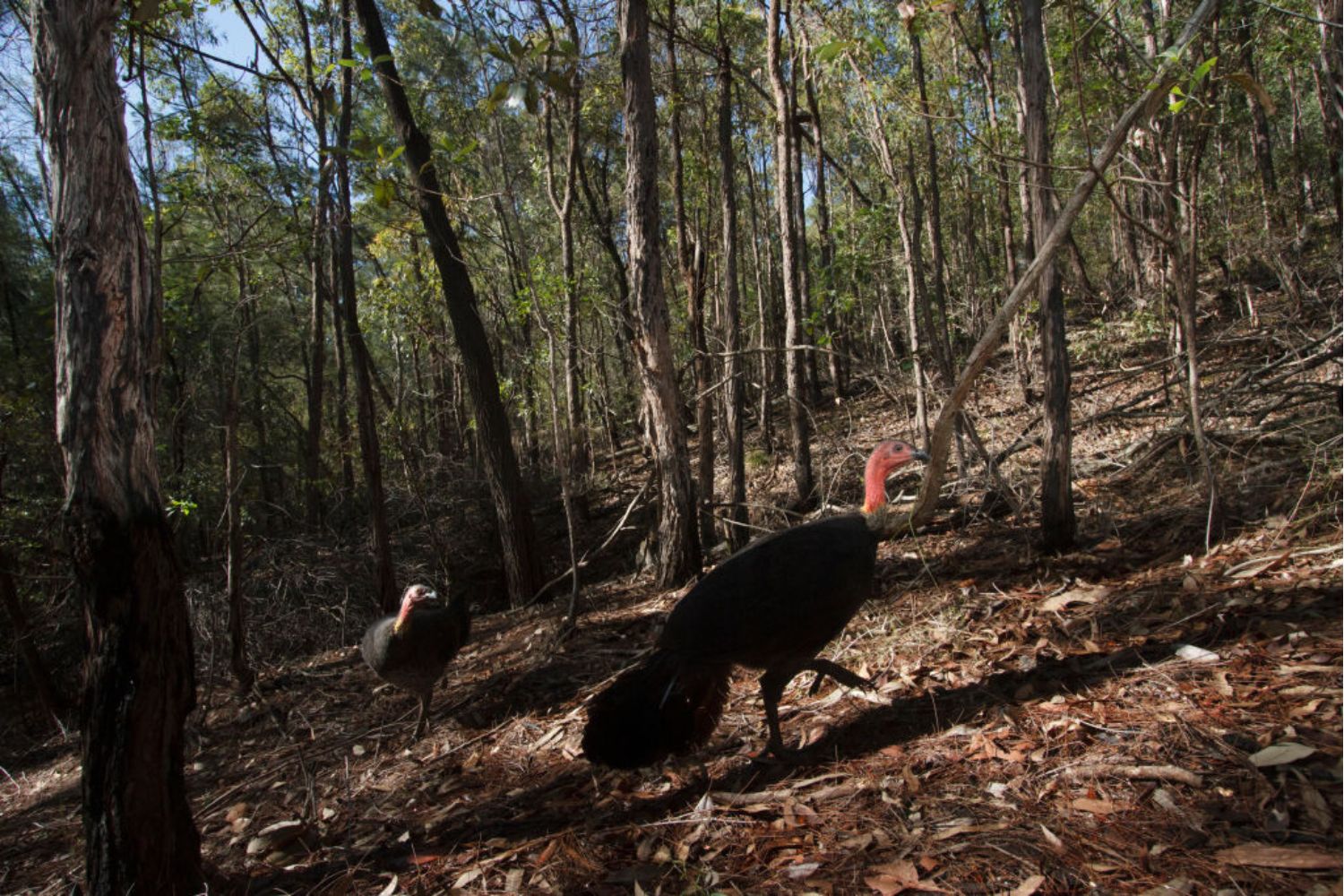 How To Get Rid Of Bush Turkeys | Better Homes and Gardens