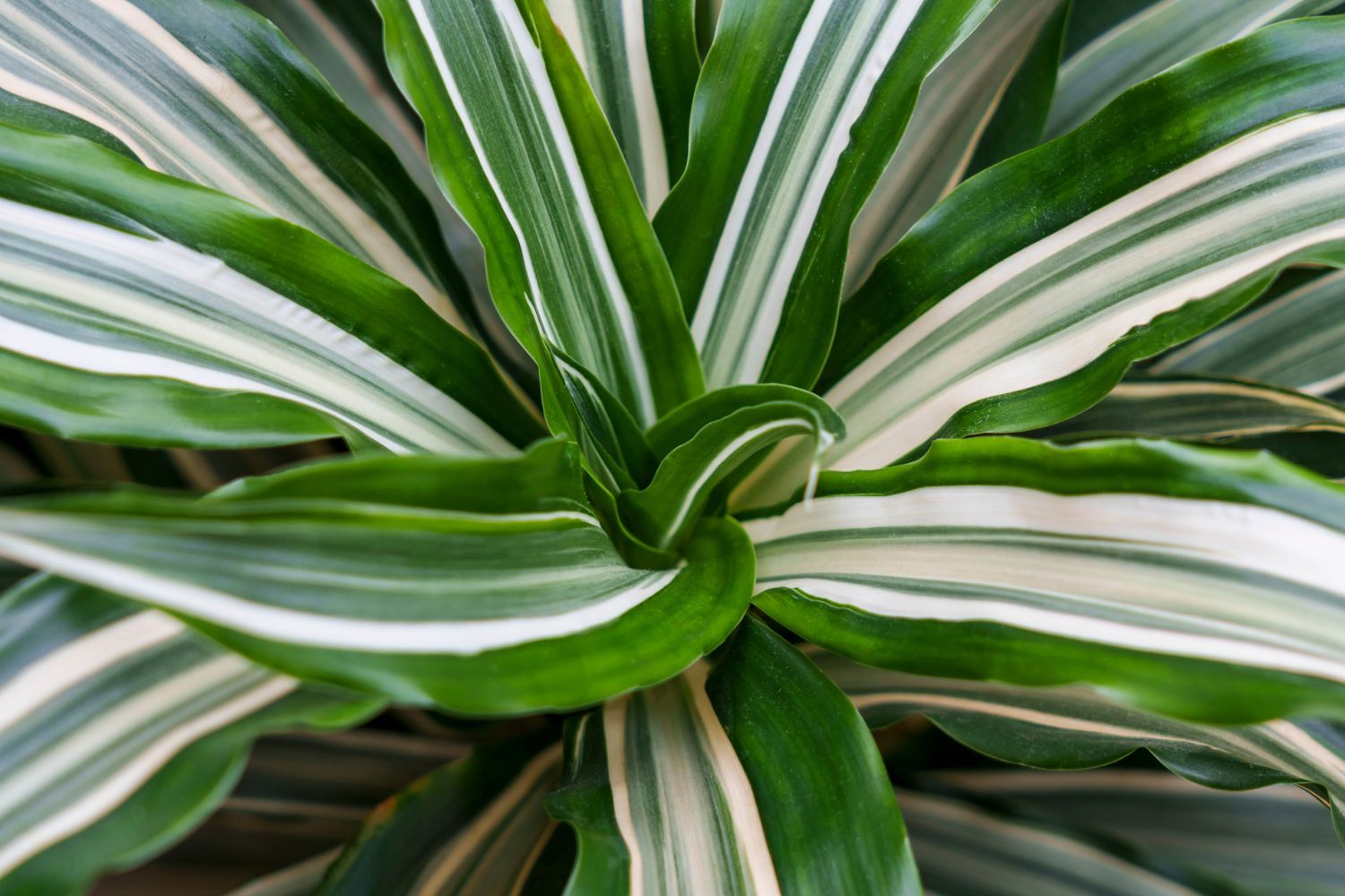 Best Indoor Plant For 2024 | Better Homes and Gardens