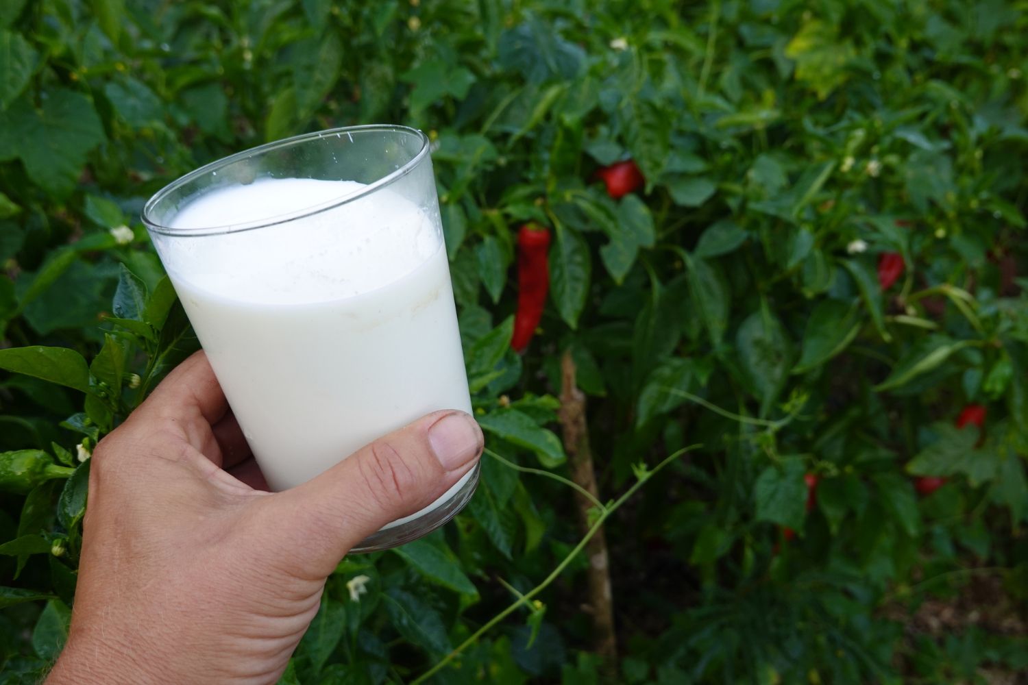 How Watering Plants With Milk Helps Them Grow | Better Homes and Gardens