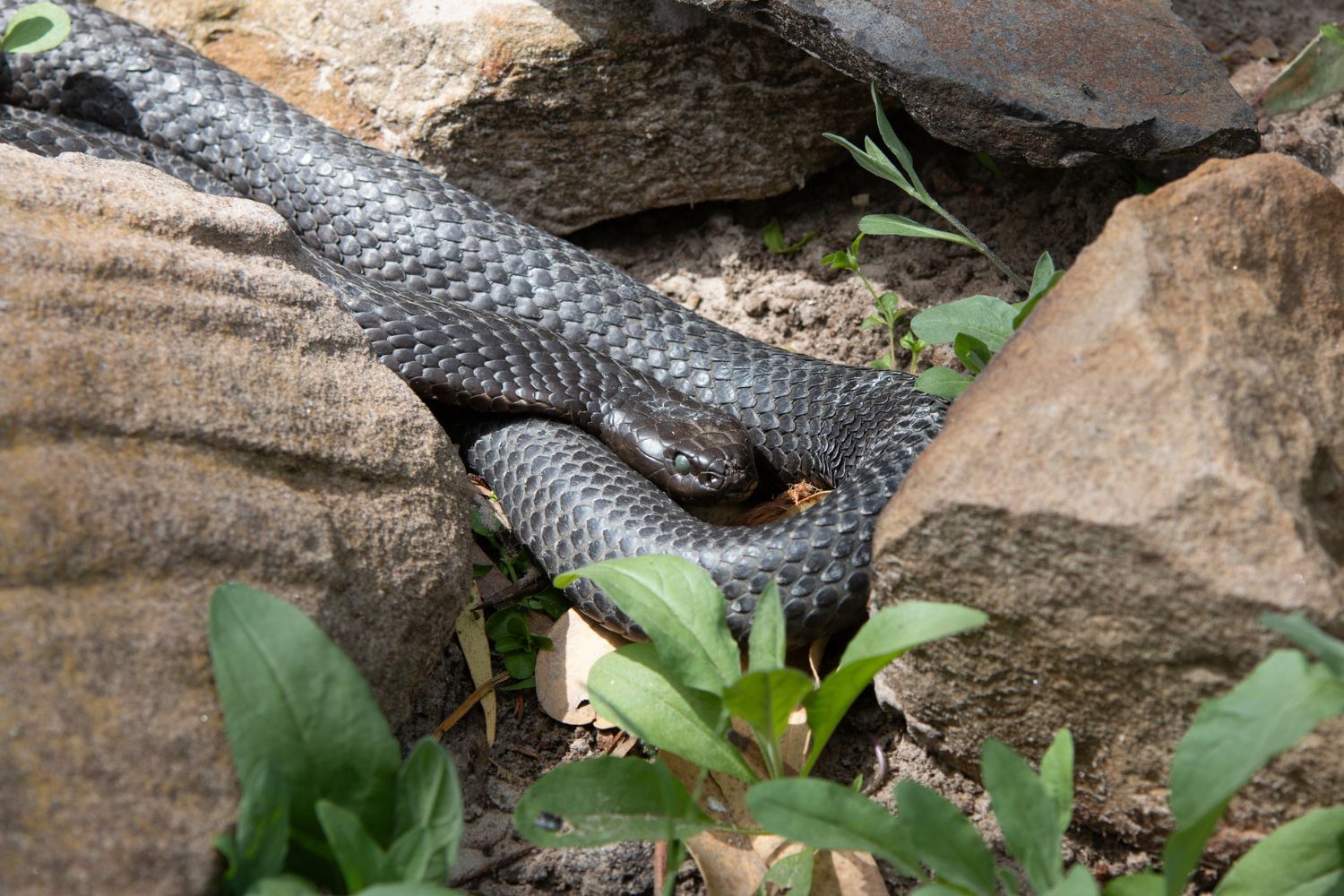 Where Do Snakes Like To Hide In A House | Better Homes and Gardens