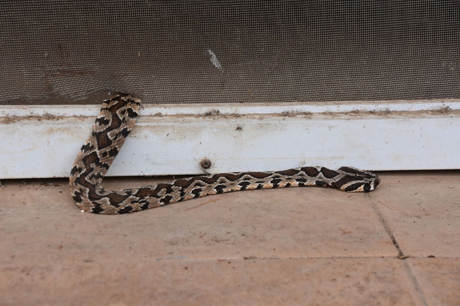 Where Do Snakes Like To Hide In A House | Better Homes and Gardens