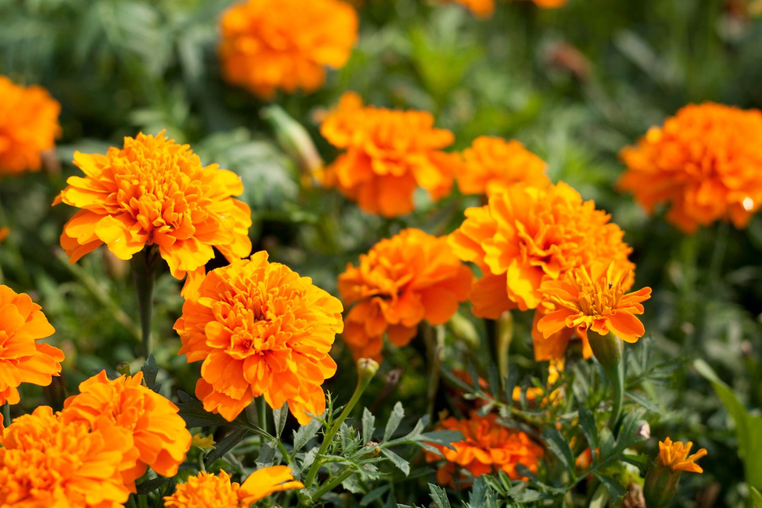 Plants That Repel Aphids From Your Garden | Better Homes and Gardens