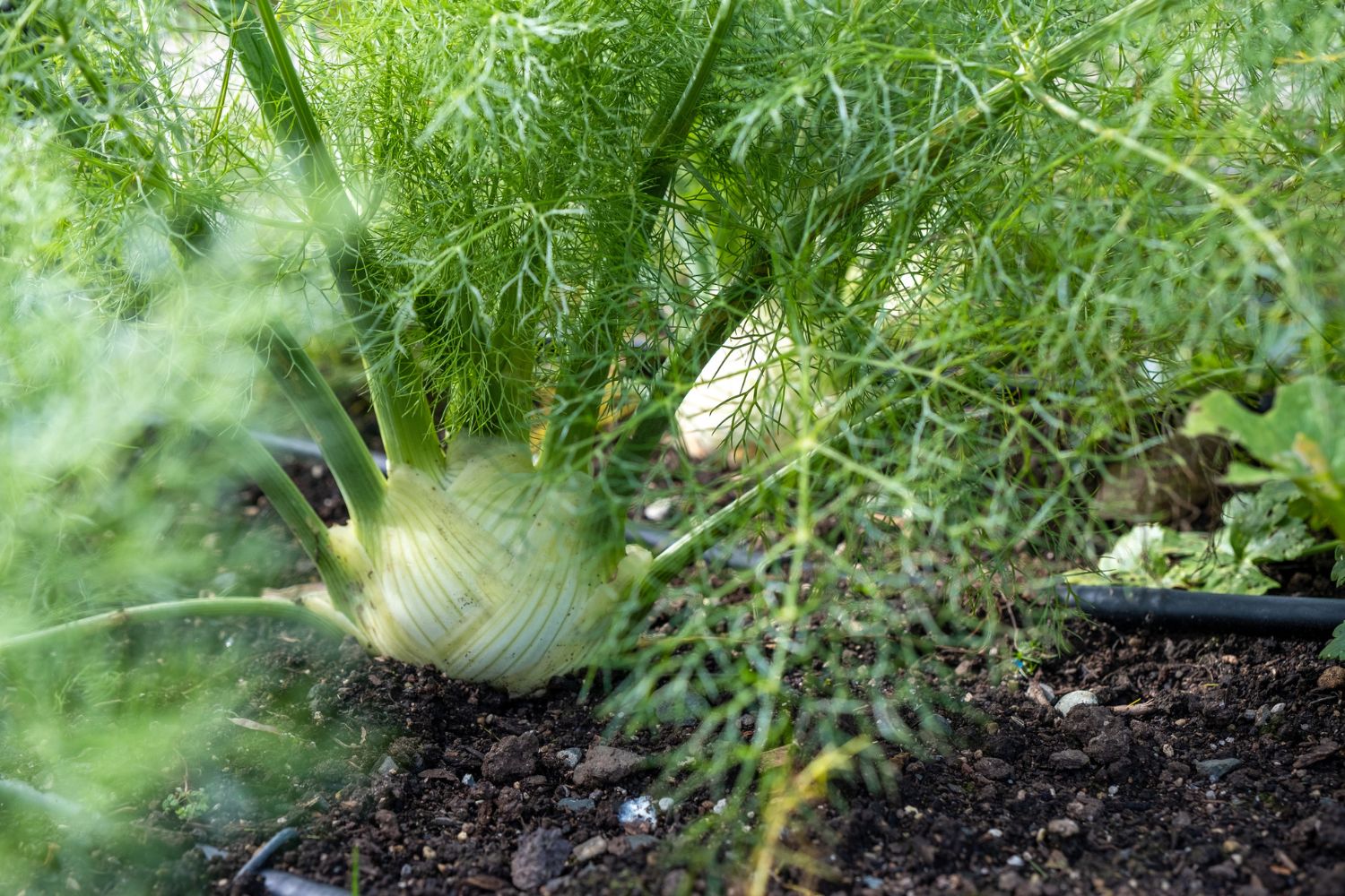Plants That Repel Aphids From Your Garden | Better Homes and Gardens
