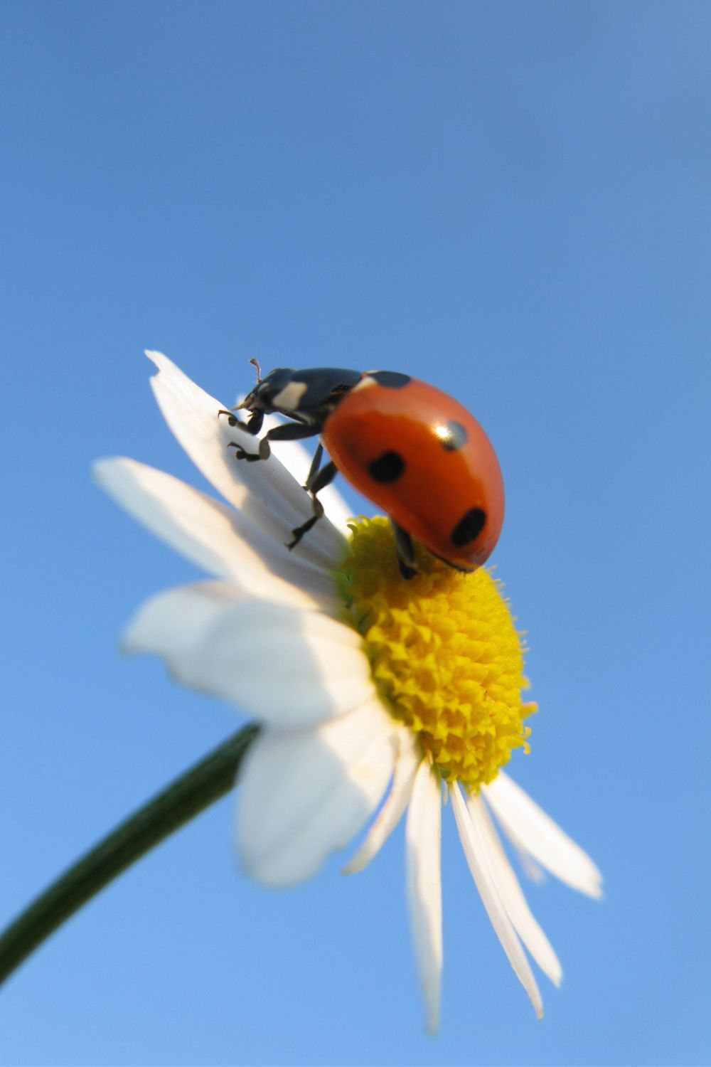 Are Ladybugs Good For Gardens? | Better Homes and Gardens
