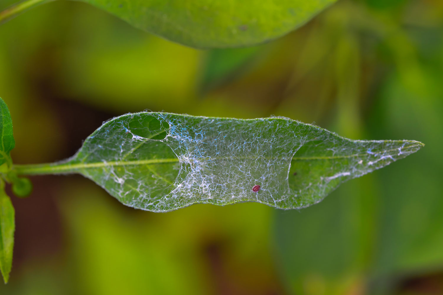 How To Get Rid Of Spider Mites Using These Effective Products | Better ...