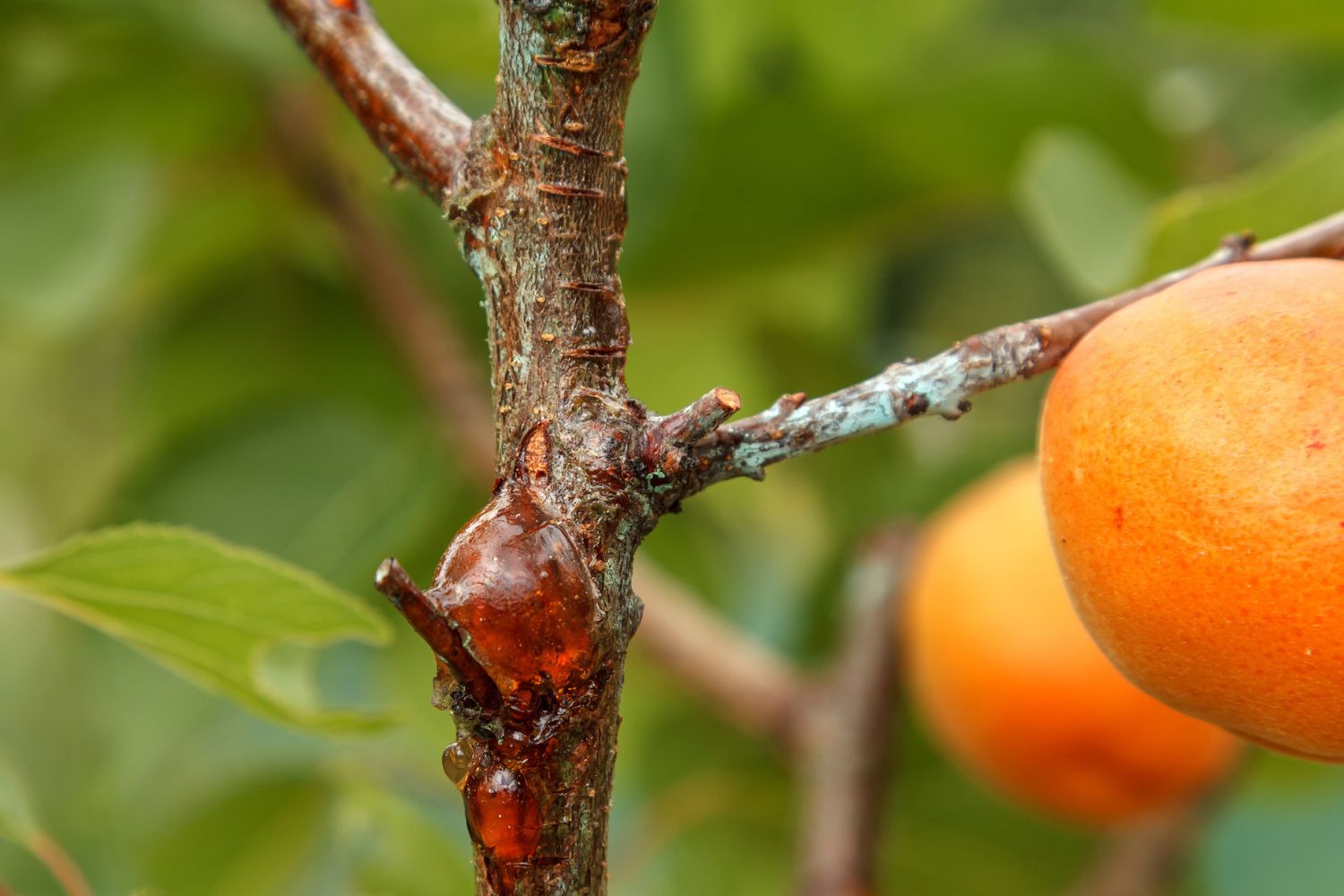 Phytophthora Root Rot In Citrus | Better Homes and Gardens