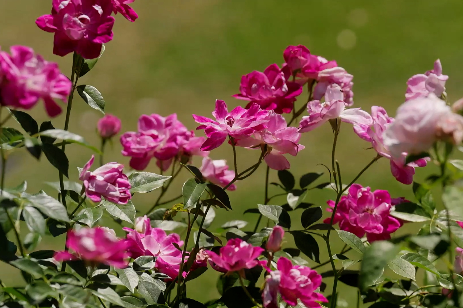 Uralla Garden: Graham Visits A Colourful And Joyous Garden | Better ...