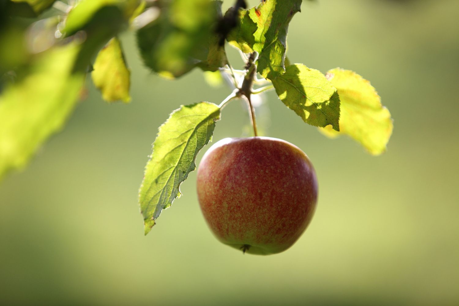 What Is Biennial Bearing And How To Prevent It | Better Homes and Gardens