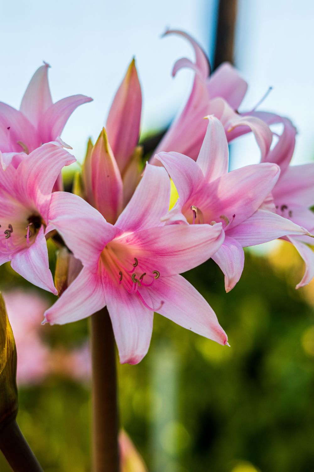 Autumn Flowering Plants That Prepare Your Garden For Seasonal Change ...