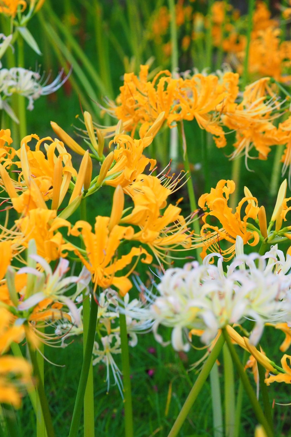Autumn Flowering Plants That Prepare Your Garden For Seasonal Change ...