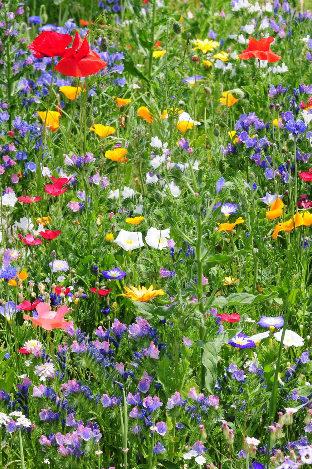 How To Create A Wildflower Garden Meadow | Better Homes and Gardens