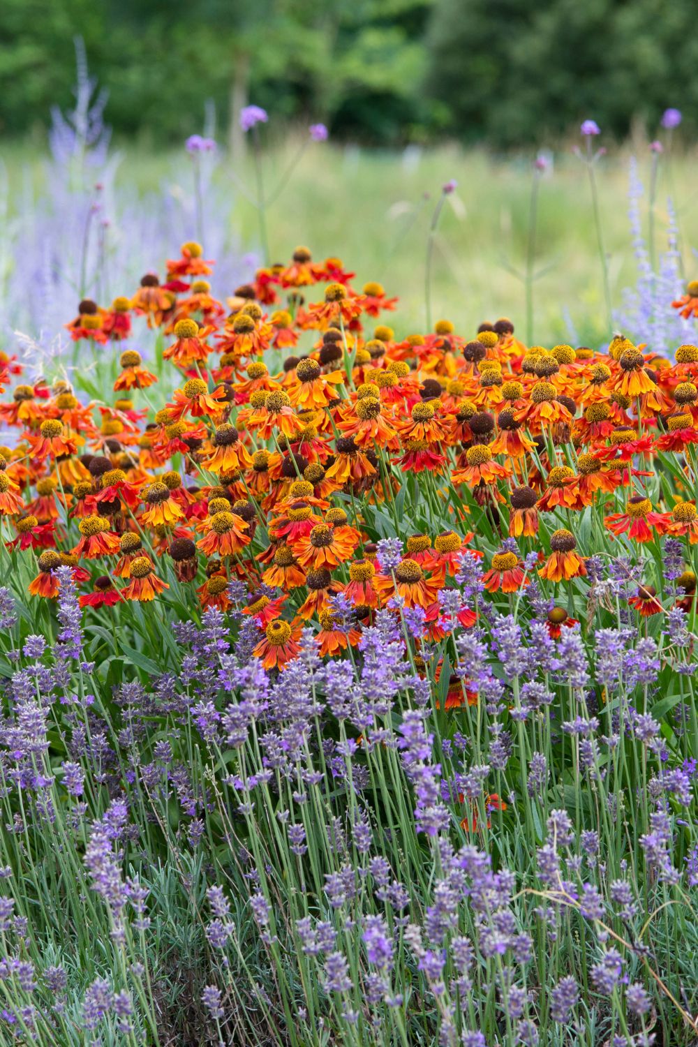 How To Create A Wildflower Garden Meadow | Better Homes and Gardens