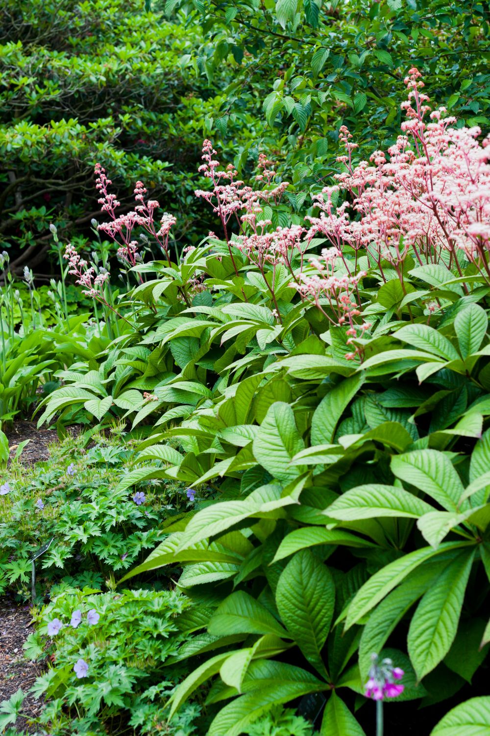 The 8 Best Screening Plants For Your Garden | Better Homes and Gardens