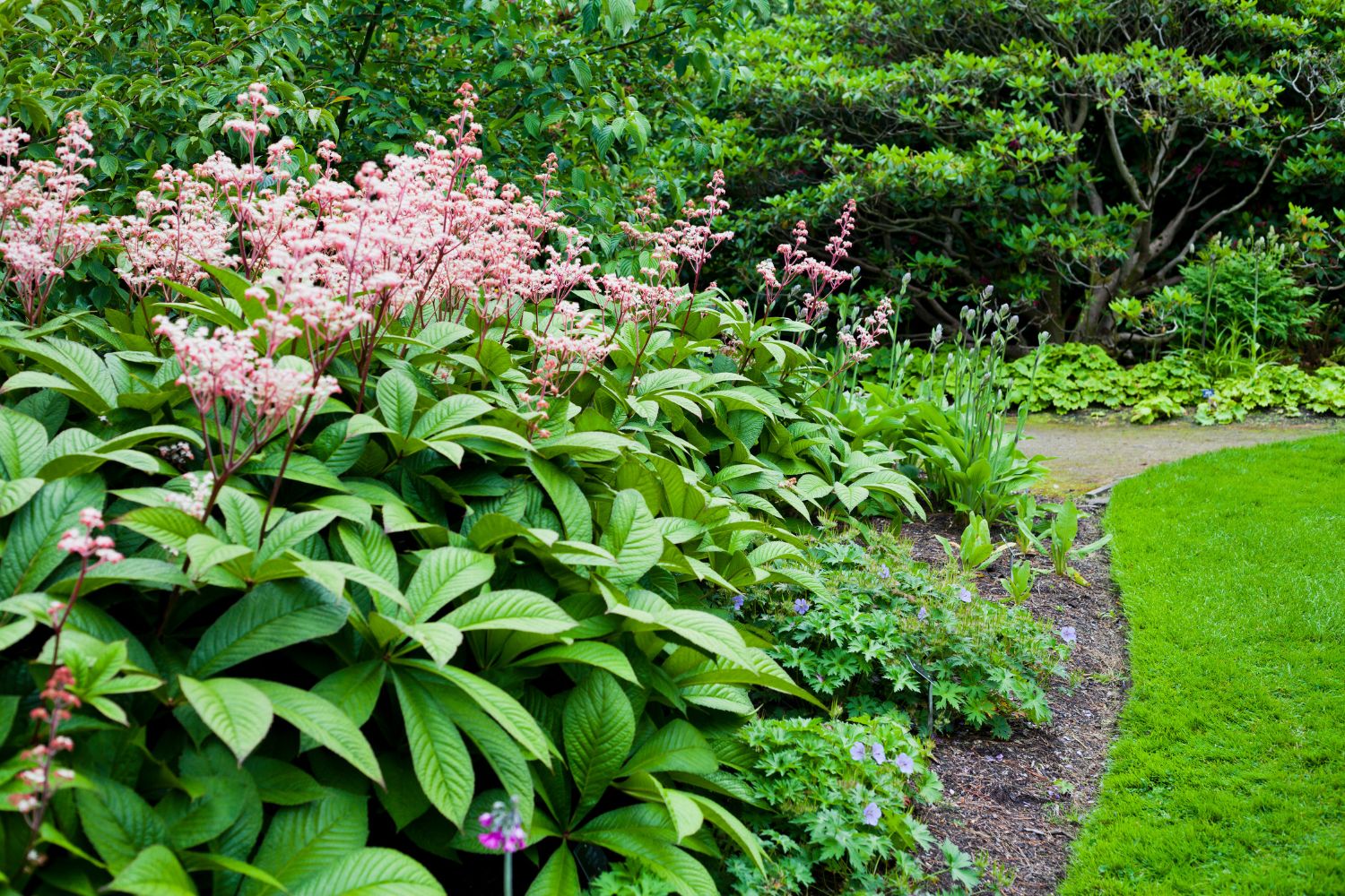 The 8 Best Screening Plants For Your Garden | Better Homes and Gardens