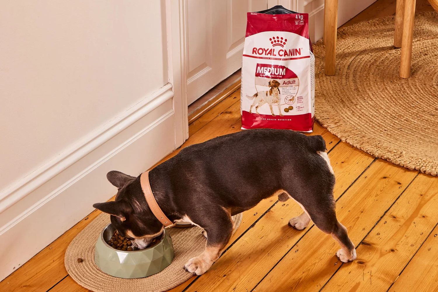 The Best Pet Food Subscriptions In Australia | Better Homes and Gardens