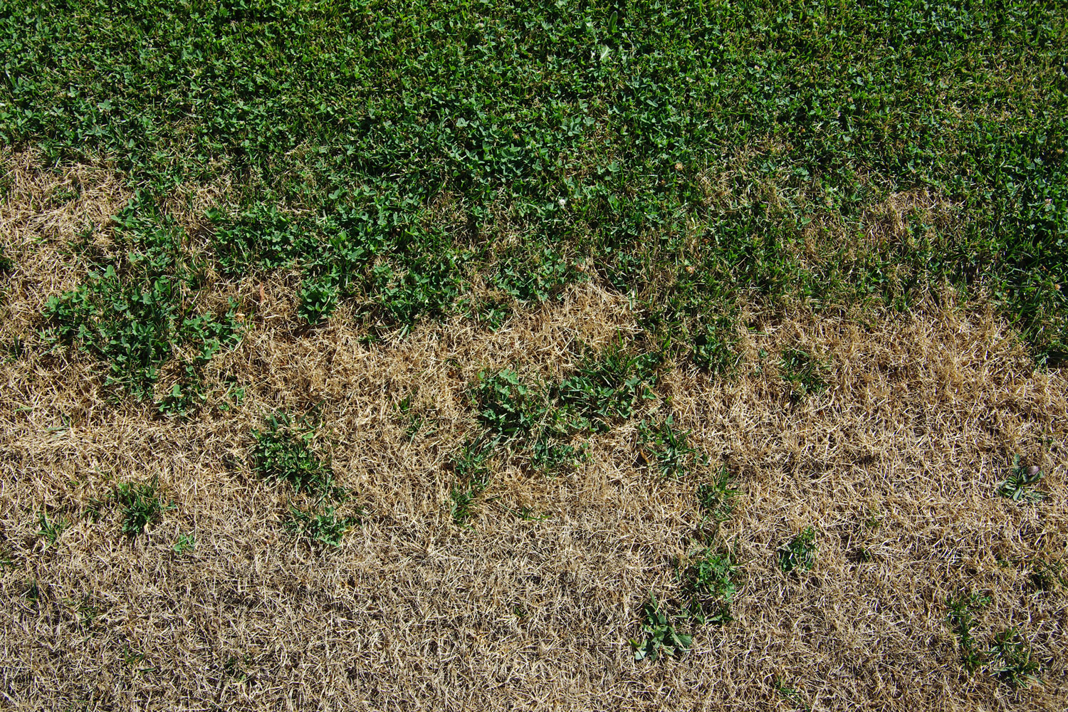 Lawn Grubs: Signs You've Got Them And How To Get Rid Of Them | Better ...