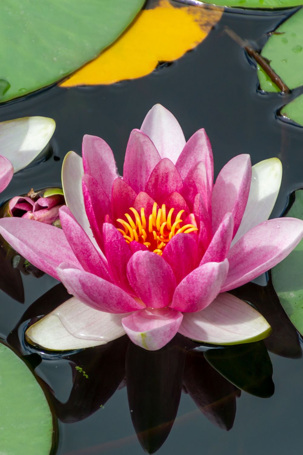 The 10 Best Water Plants To Add To Your Pond | Better Homes and Gardens
