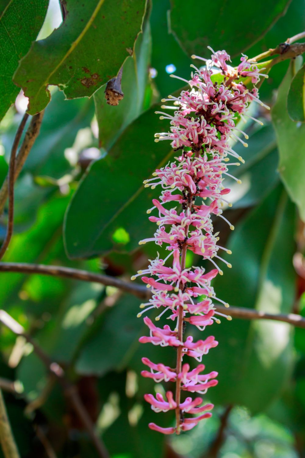 How To Grow A Macadamia Tree | Better Homes and Gardens
