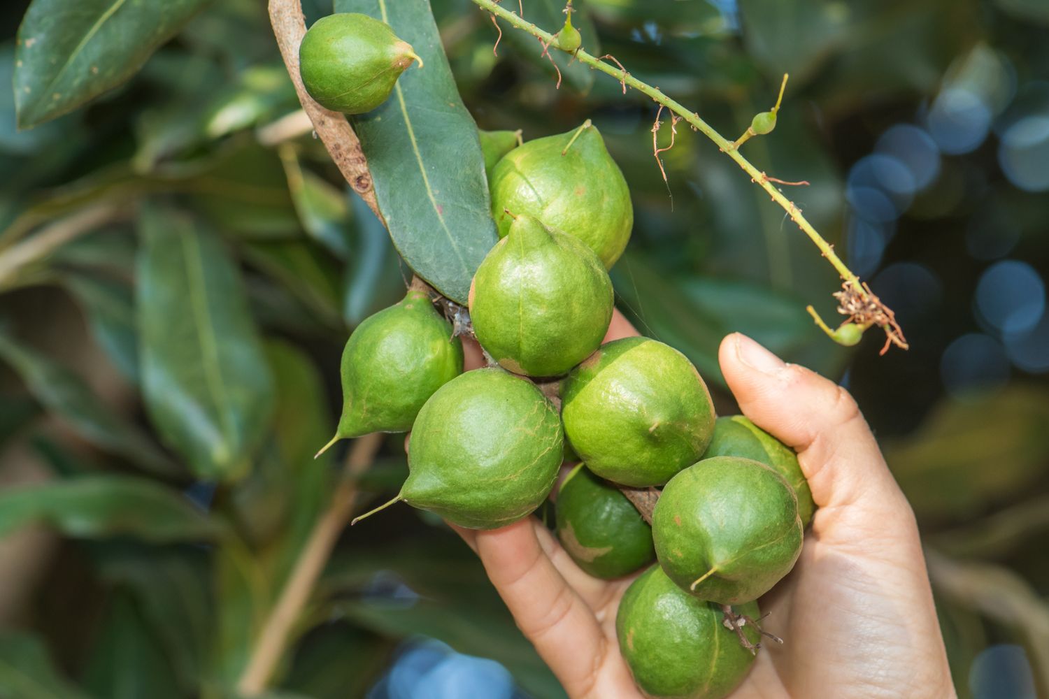 How To Grow A Macadamia Tree | Better Homes and Gardens