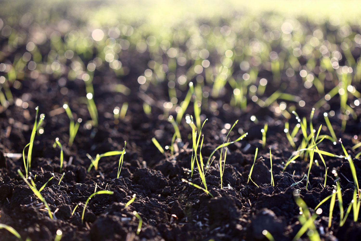 Seeded Grass: The Most Cost-Effective Way To Transform Your Lawn ...