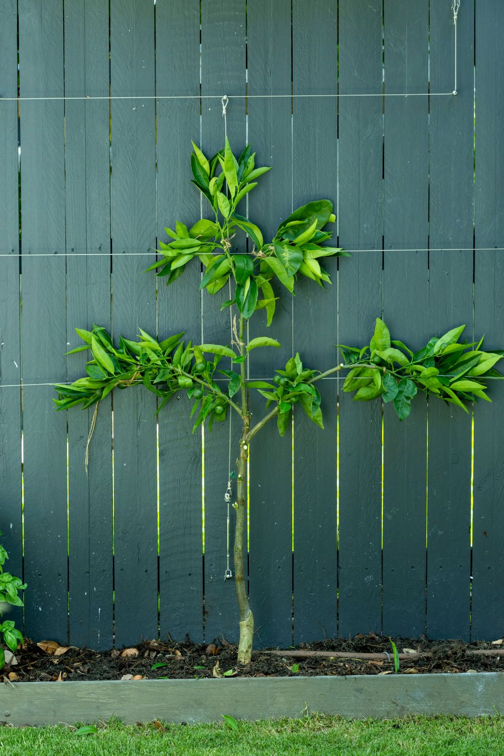 Espalier Fruit Trees: Charlie Albone Shows You Two Techniques | Better ...