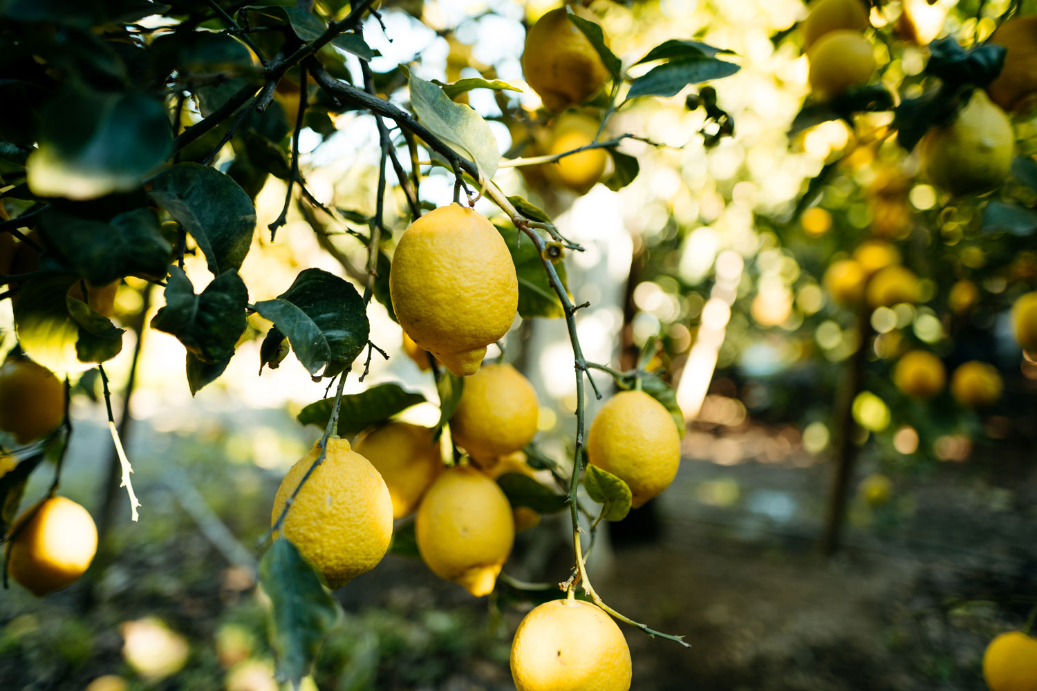 The Best Time To Fertilise Citrus Trees in Australia | Better Homes and ...