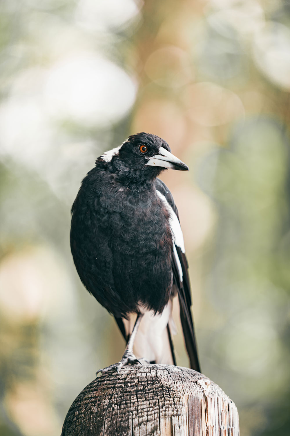 What should I do if I find a baby magpie in the wild? | Better Homes ...