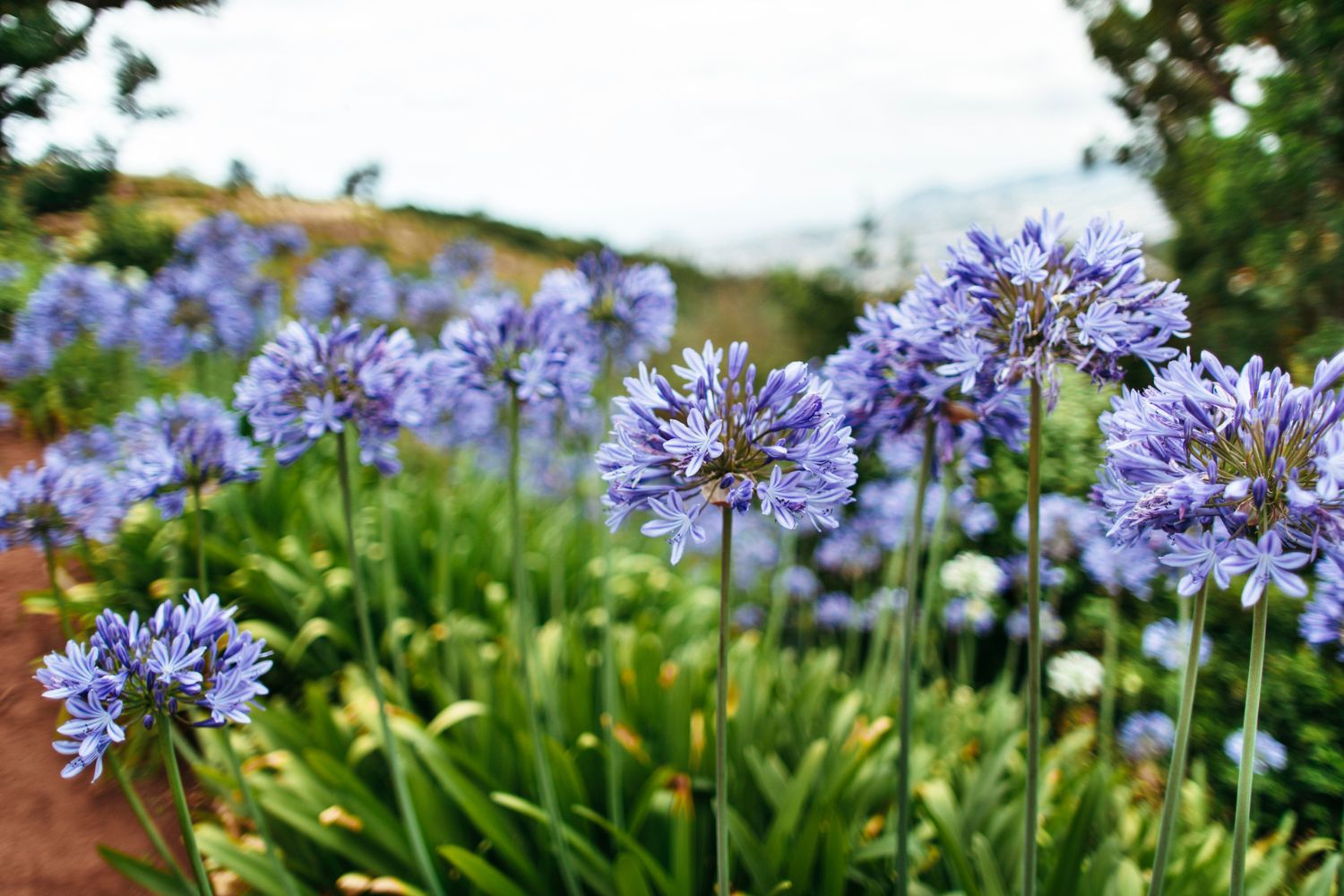 3 Plants That Cause Damage In Your Garden | Better Homes and Gardens