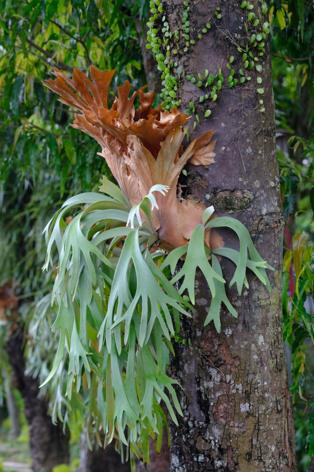 8 Shade-Loving Plants You Can Use To Grow A Fern Garden | Better Homes ...
