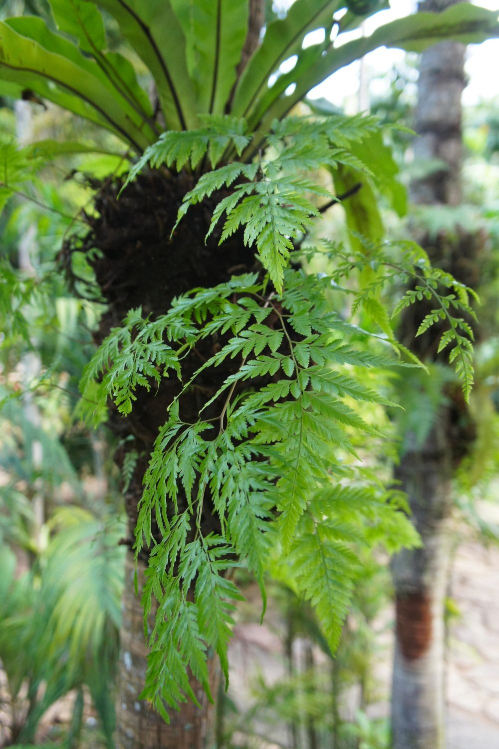 8 Shade-Loving Plants You Can Use To Grow A Fern Garden | Better Homes ...