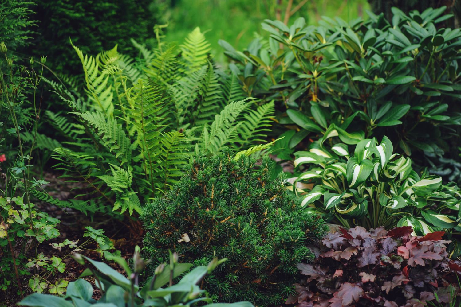 8 Shade-Loving Plants You Can Use To Grow A Fern Garden | Better Homes ...
