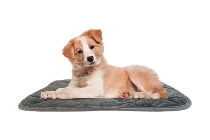 The Best Dog Mats to Keep Your Pup Comfortable in 2024 | Better Homes ...