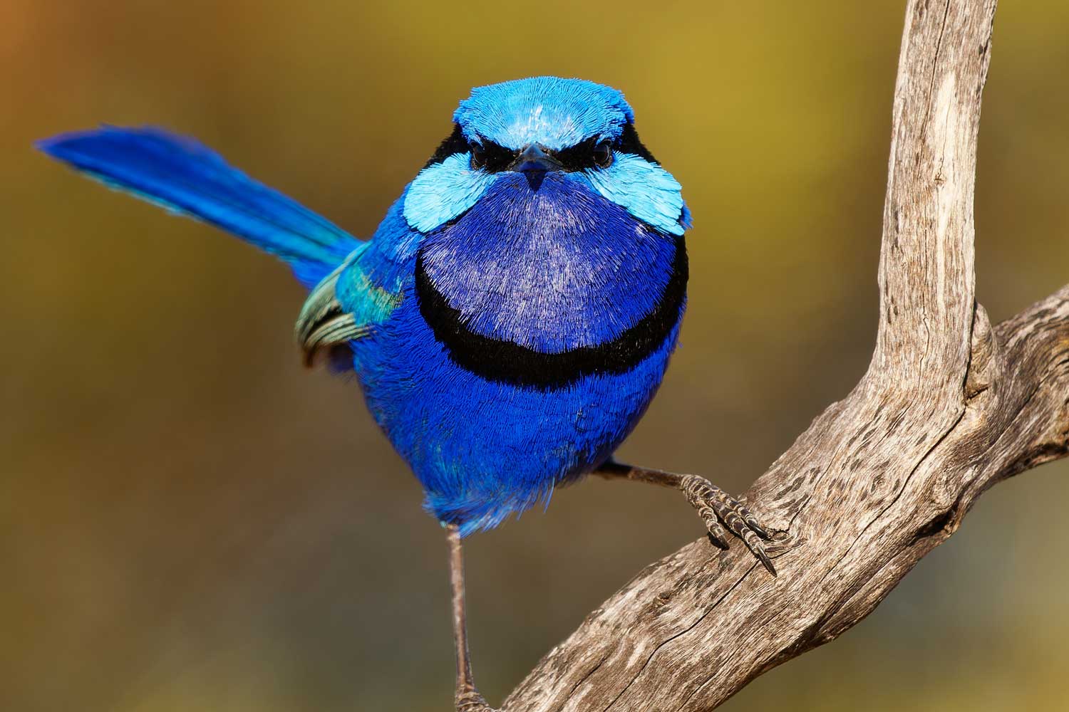 How to help native bush birds without feeding them | Better Homes and ...