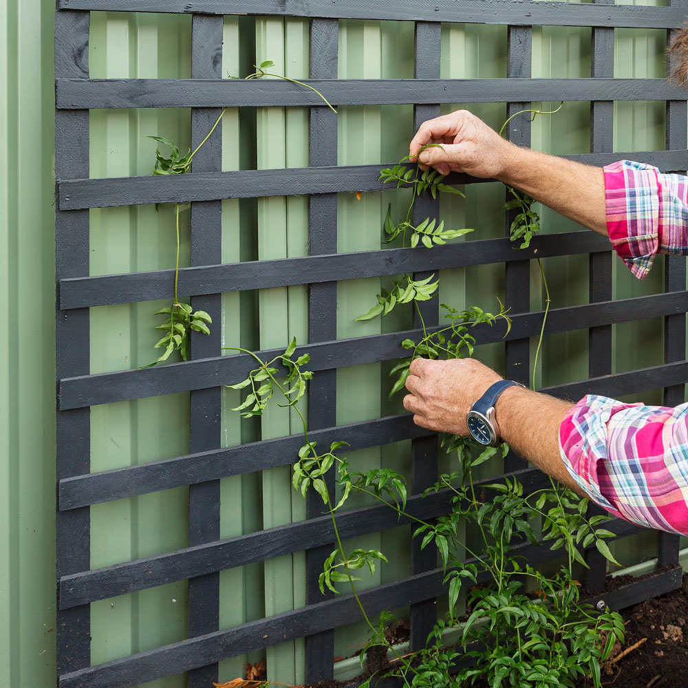 How to dress a fence | Better Homes and Gardens