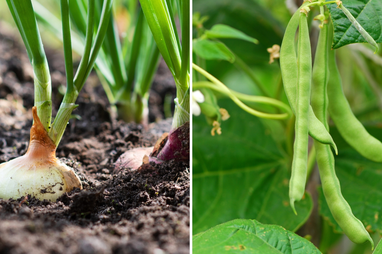 5 Vegetables That Don't Grow Well Together | Better Homes and Gardens