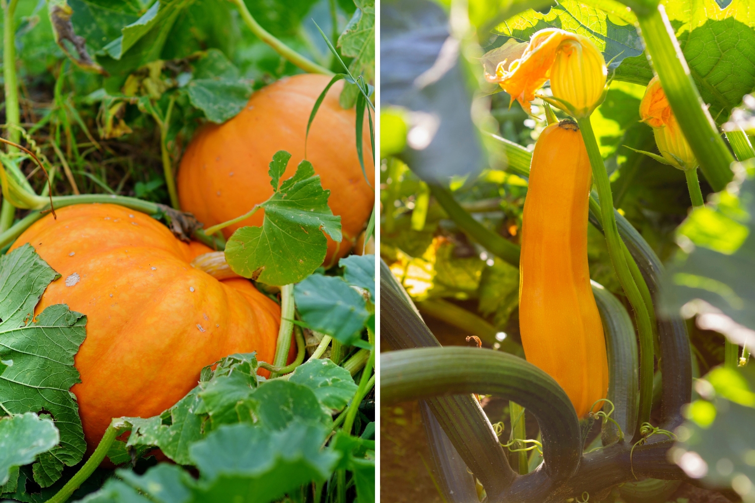 5 Vegetables That Don't Grow Well Together | Better Homes and Gardens