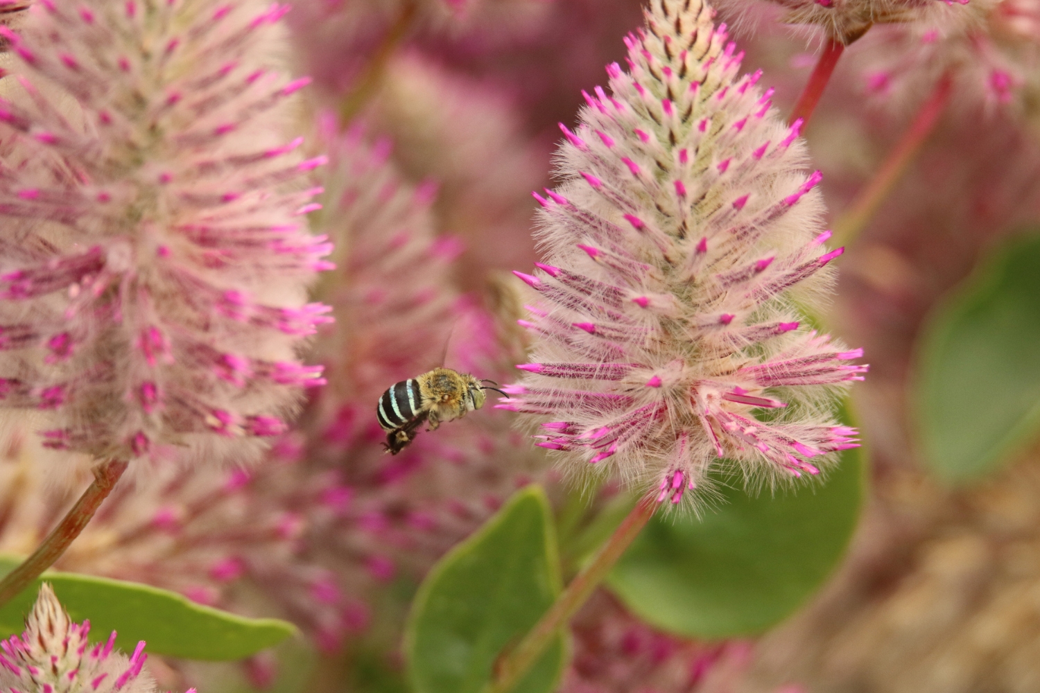 How To Help Native Bees | Better Homes and Gardens