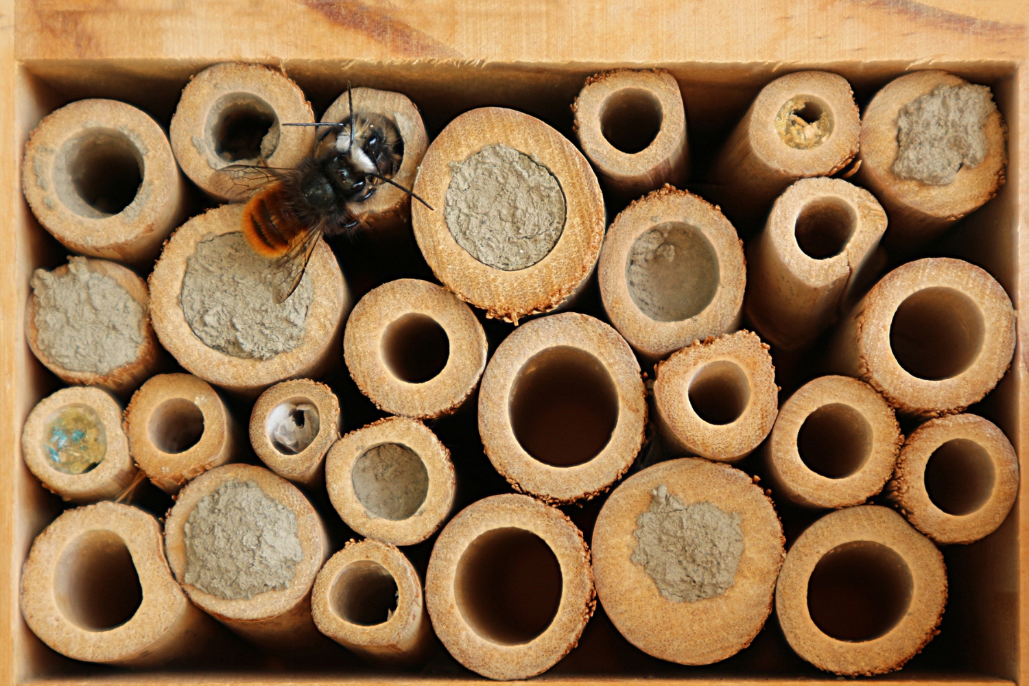 How To Help Native Bees | Better Homes and Gardens