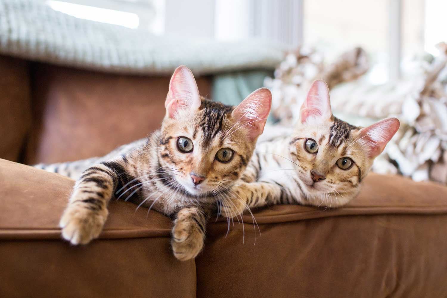 Is it better for cats to be indoor or outdoors? | Better Homes and Gardens