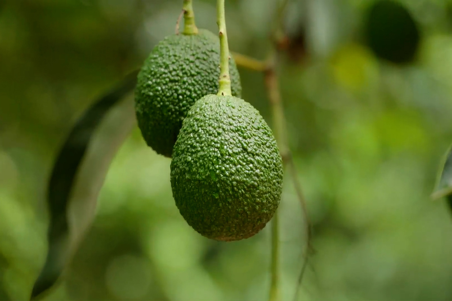 Colin Shows Us How Avocado Farming Works | Better Homes and Gardens